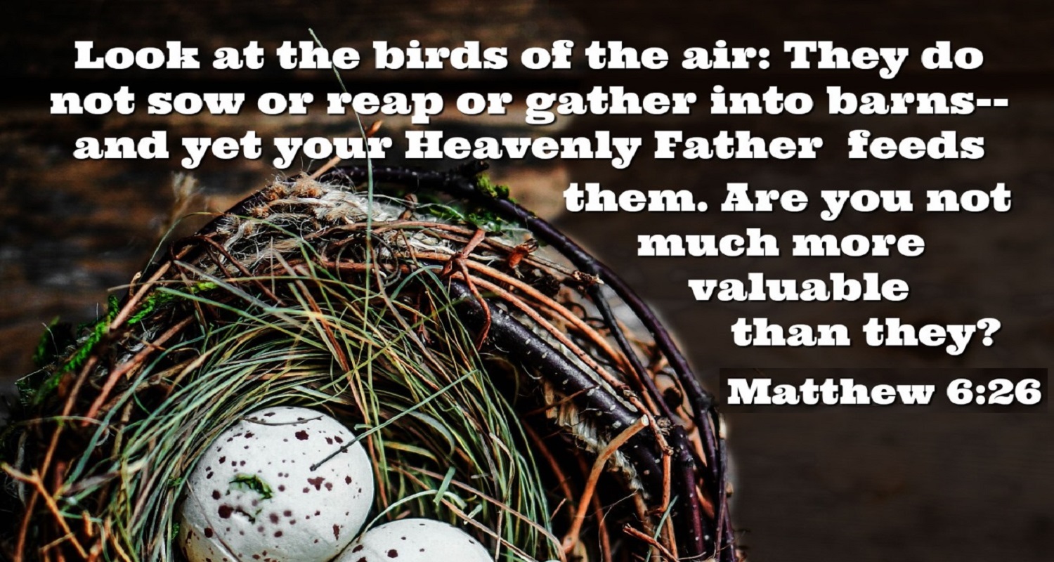 Matthew 6:26 Do Not Be Anxious Look at the birds of the air ( Listen to ...
